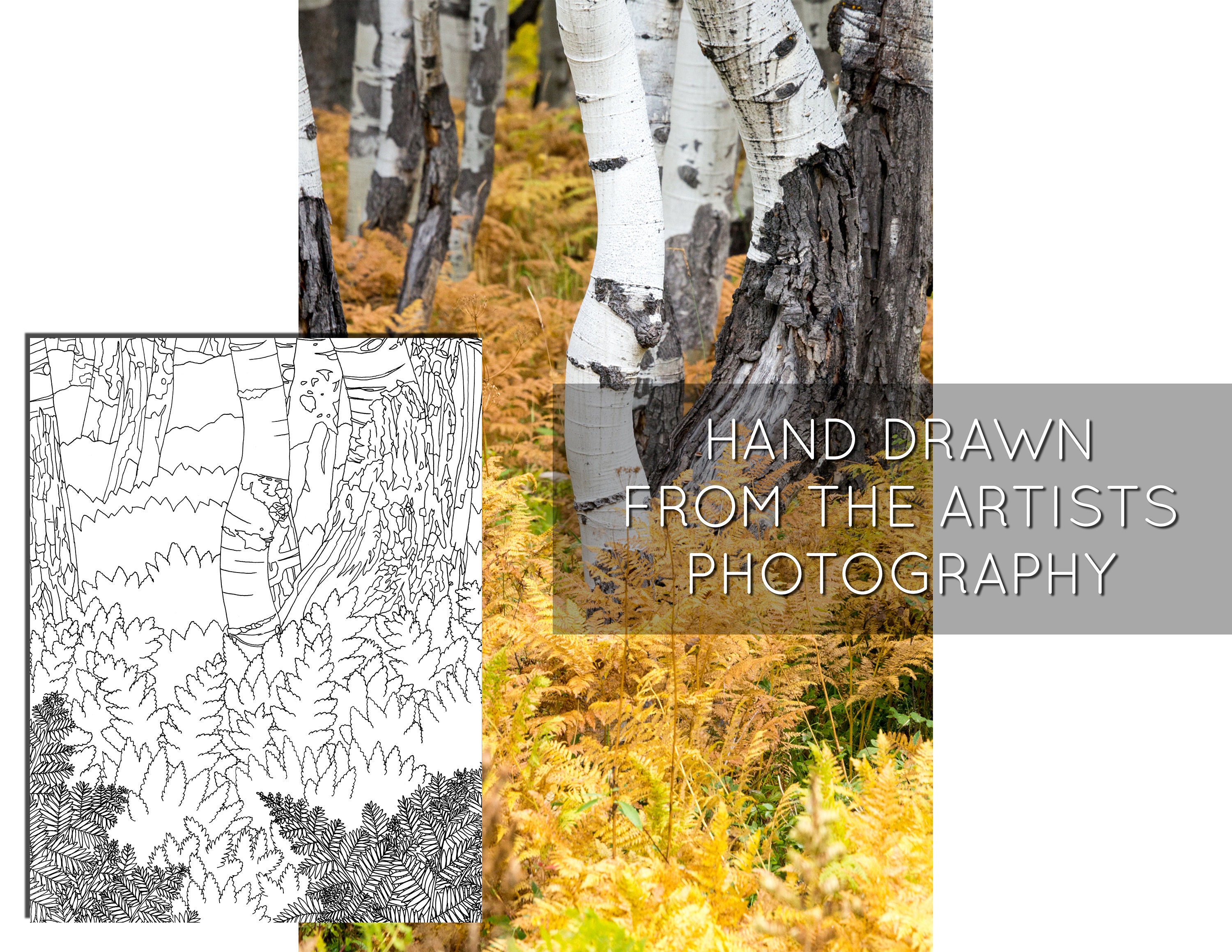 Aspen Trees and Ferns Adult Coloring Page, Colorado Coloring Pafe ...