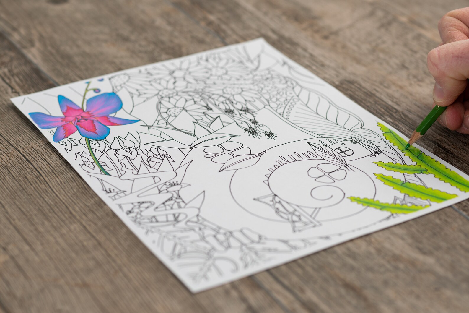 Snail Fairy Garden Coloring Page, Nature Coloring Pages, Flowers ...