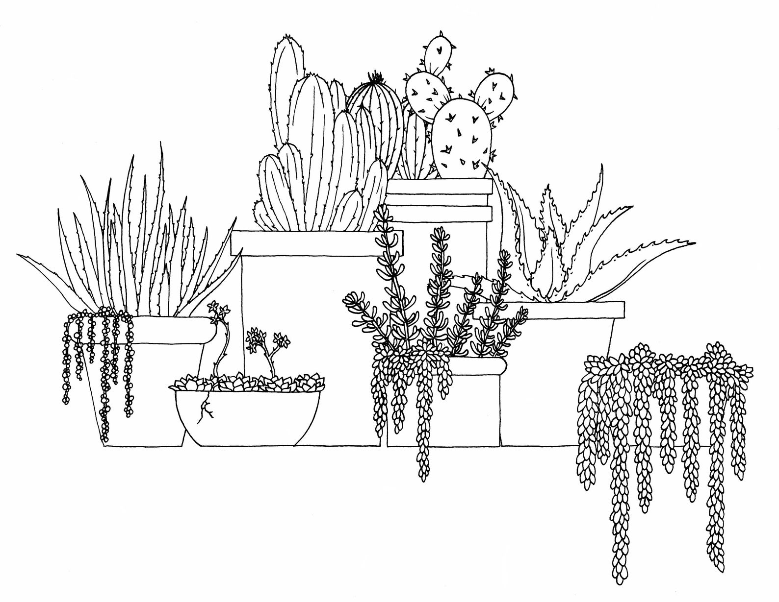 Succulents in Pots Coloring Page, Houseplant Coloring Page, Digital ...