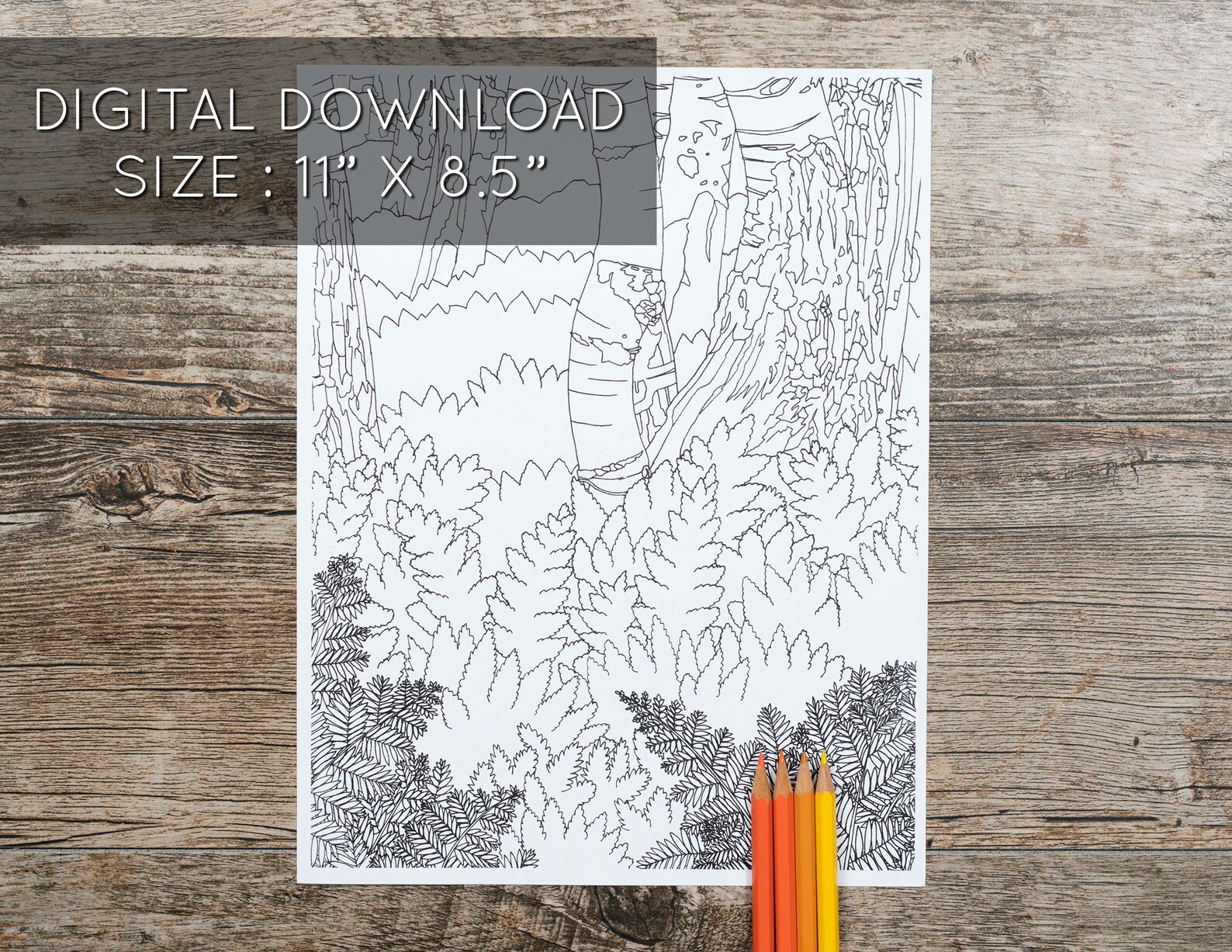 Aspen Trees and Ferns Adult Coloring Page, Colorado Coloring Pafe ...