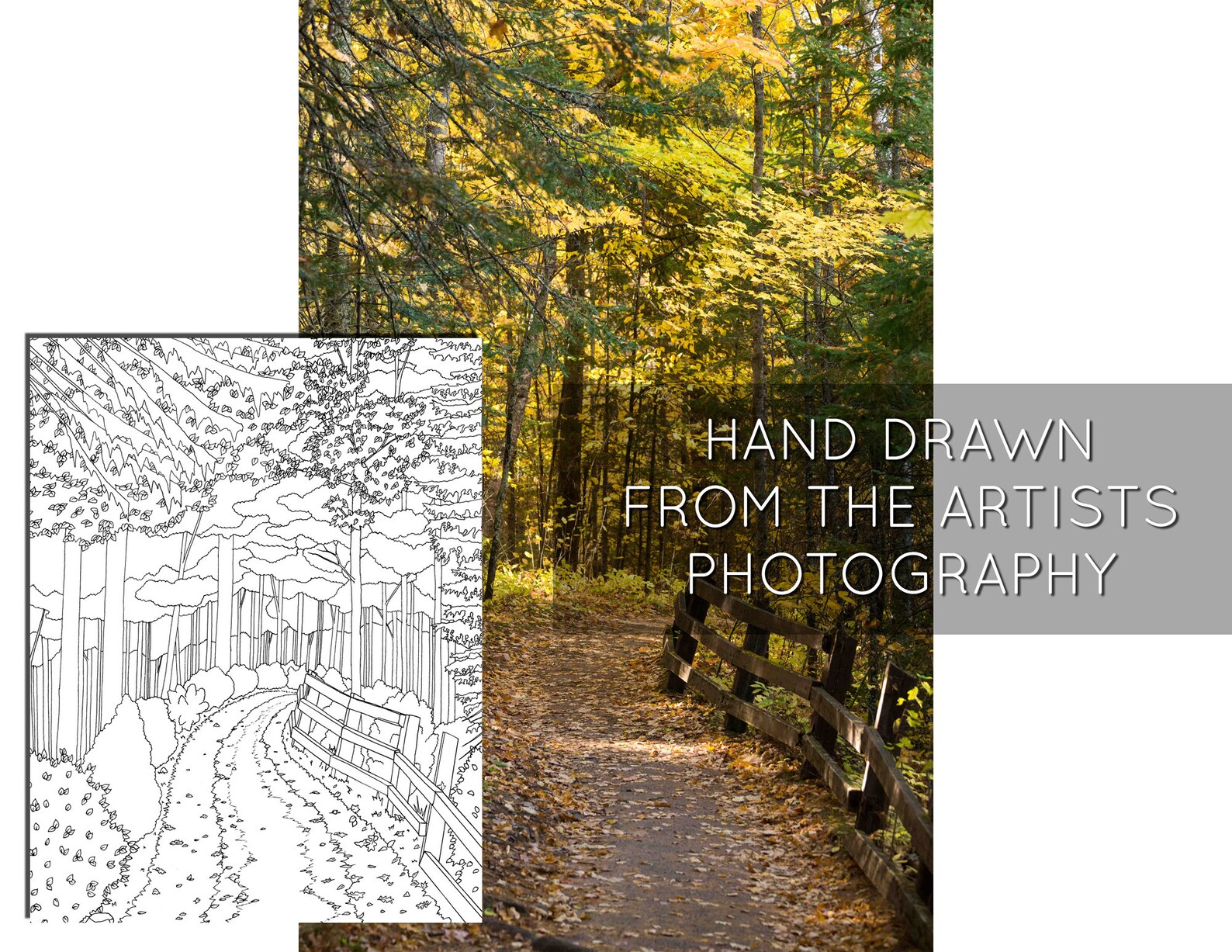 Pathway Through the Woods Adult Coloring Page, Forest Coloring Page ...