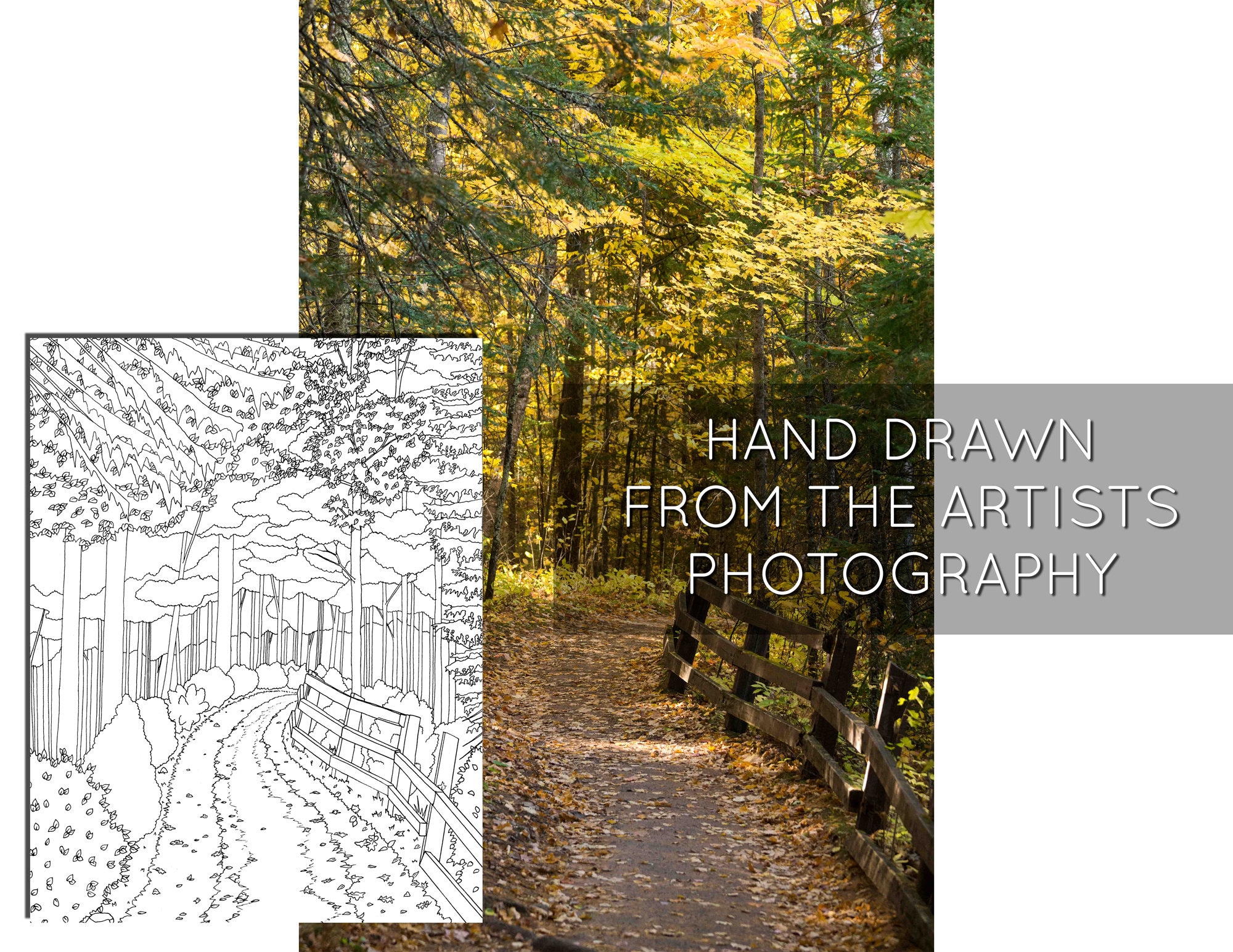 Pathway Through the Woods Adult Coloring Page, Forest Coloring Page ...