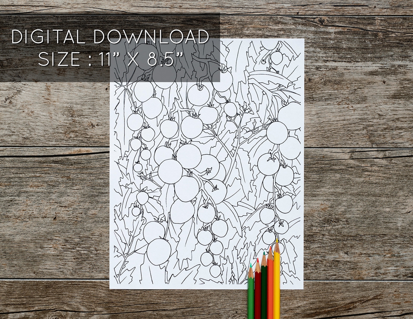Tomato Plant Coloring Page, Tomato Coloring Page, Digital Download ...