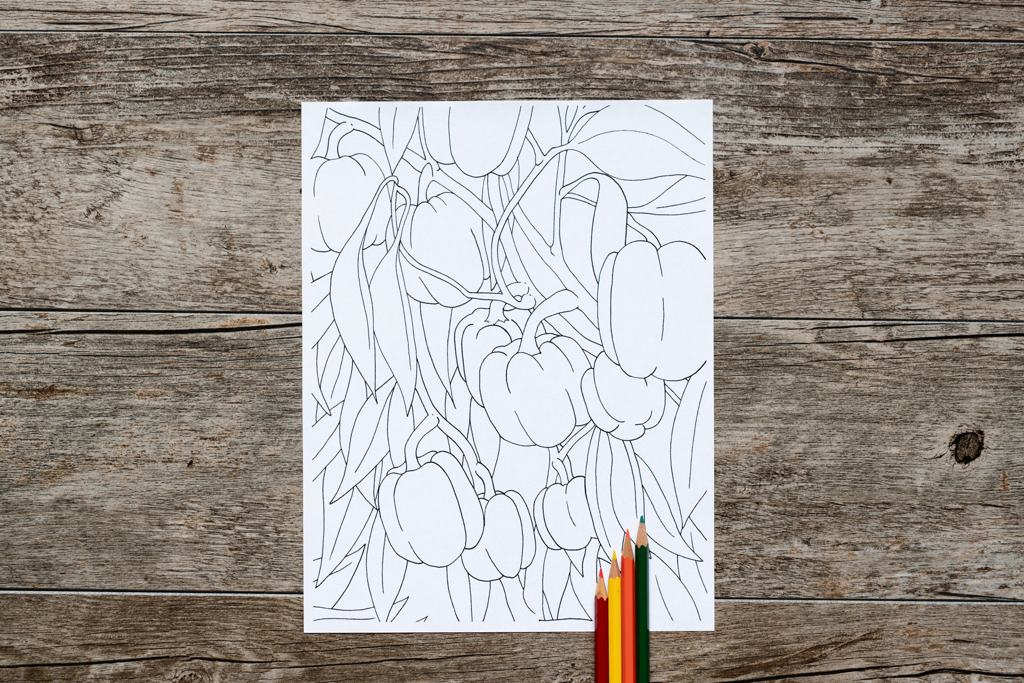 Pepper Plant Coloring Page, Peppers, Bell Peppers, Coloring Page ...