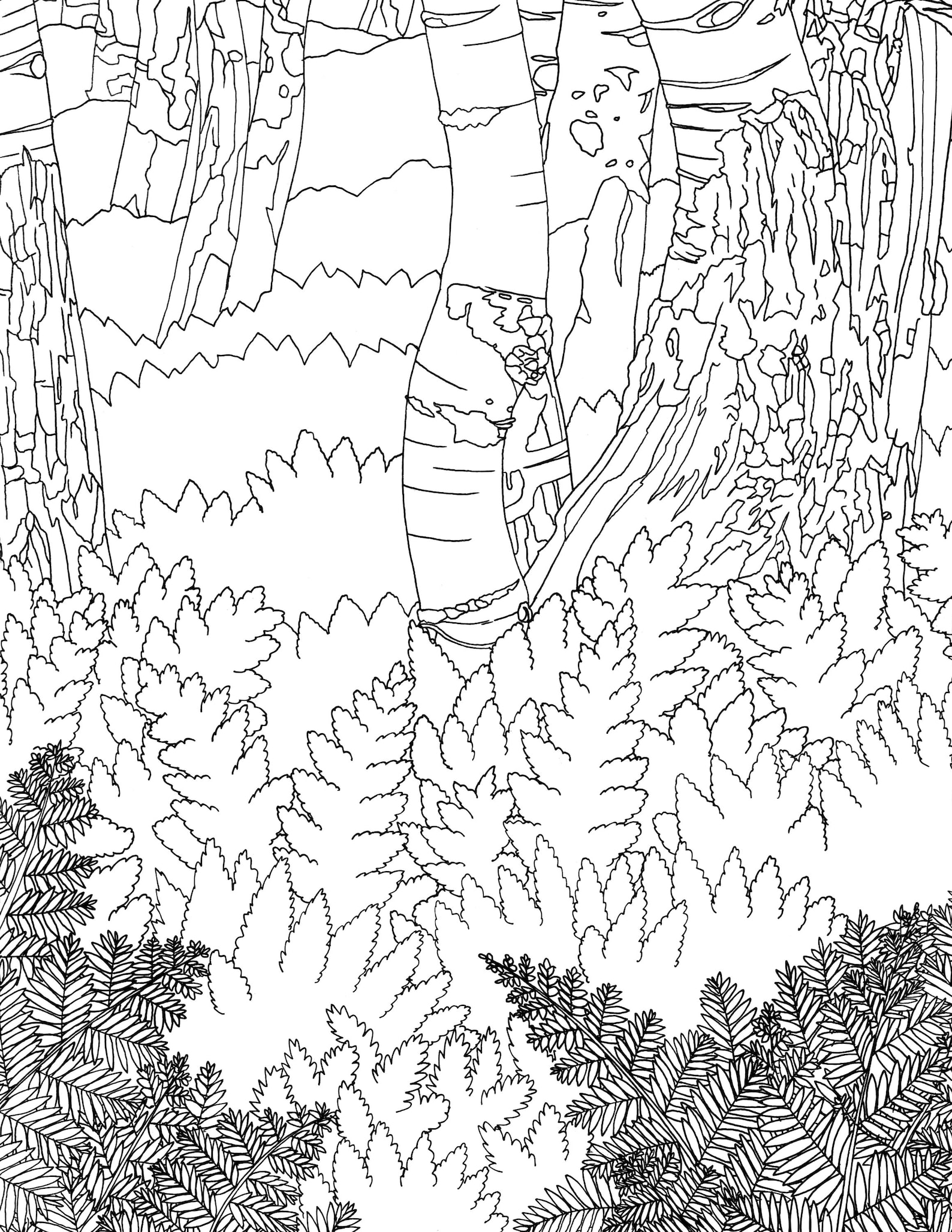 Aspen Trees and Ferns Adult Coloring Page, Colorado Coloring Pafe ...