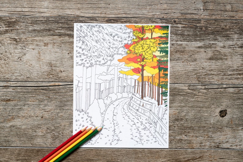 Pathway Through the Woods Adult Coloring Page, Forest Coloring Page ...