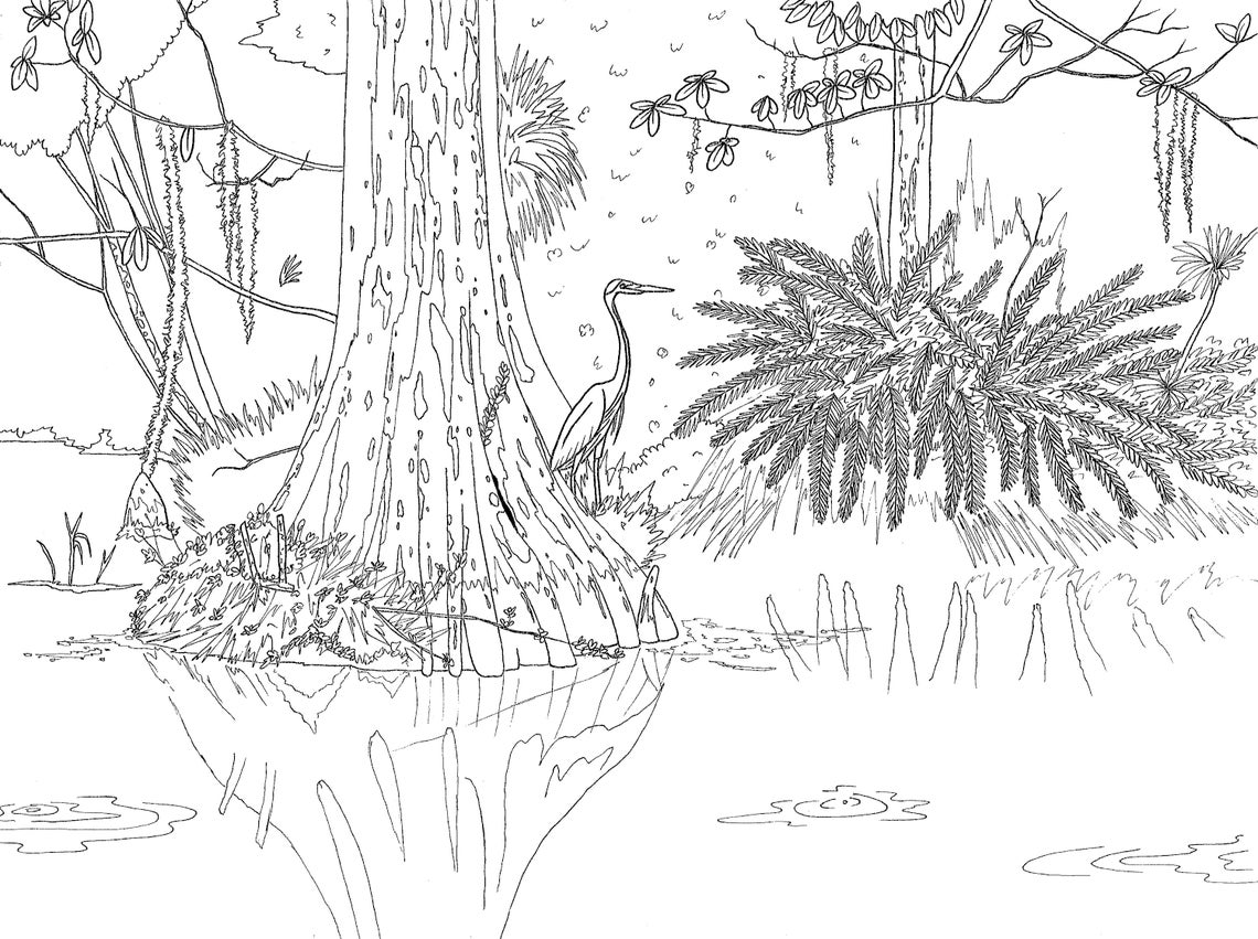 Everglades Heron, Printable Adult Coloring Page, Florida Coloring Page ...
