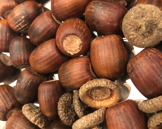100 Fresh Acorns 50 Caps Grade A Dried, Scrubbed and Cooked NO Cracks ...