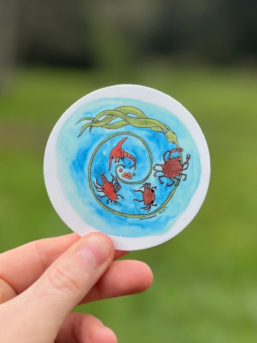 Kelp Crab Lifecycle Sticker, Vinyl Sticker, Hydroflask Sticker ...