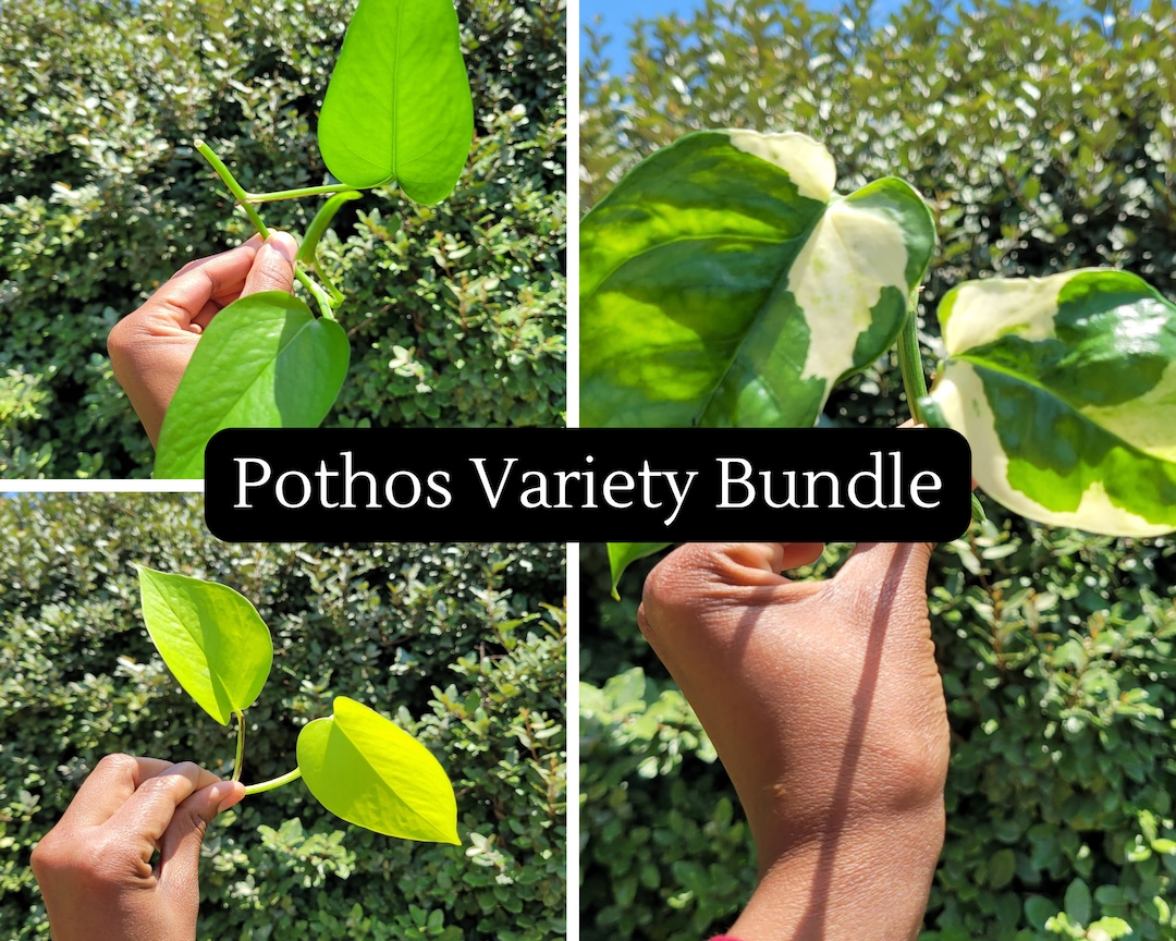 Potho Cutting House Plant Cutting Plant Ivy Rooted Cutting Golden Potho ...