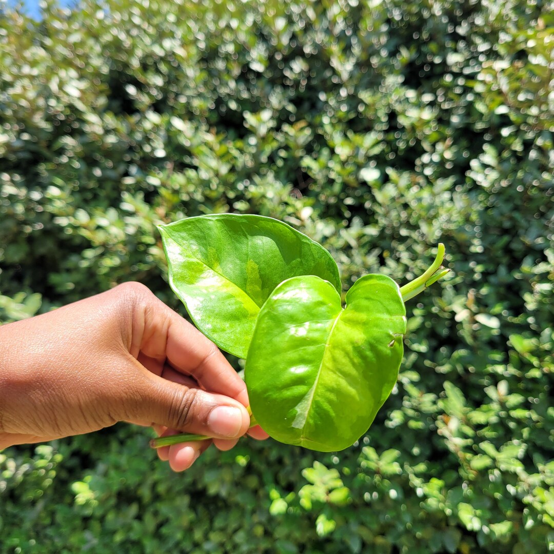 Potho Plant Cuttings Live Plant Rooted Potho Cutting Ivy Easy Care ...