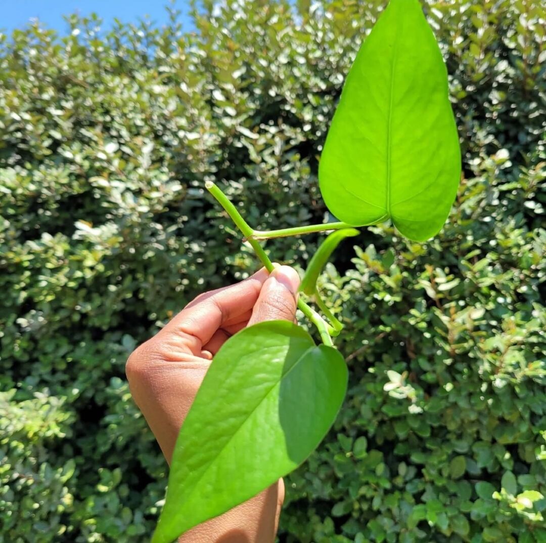 Golden Pothos Rooted Cuttings Live Plant Potho Easy Care Natural Pothos ...