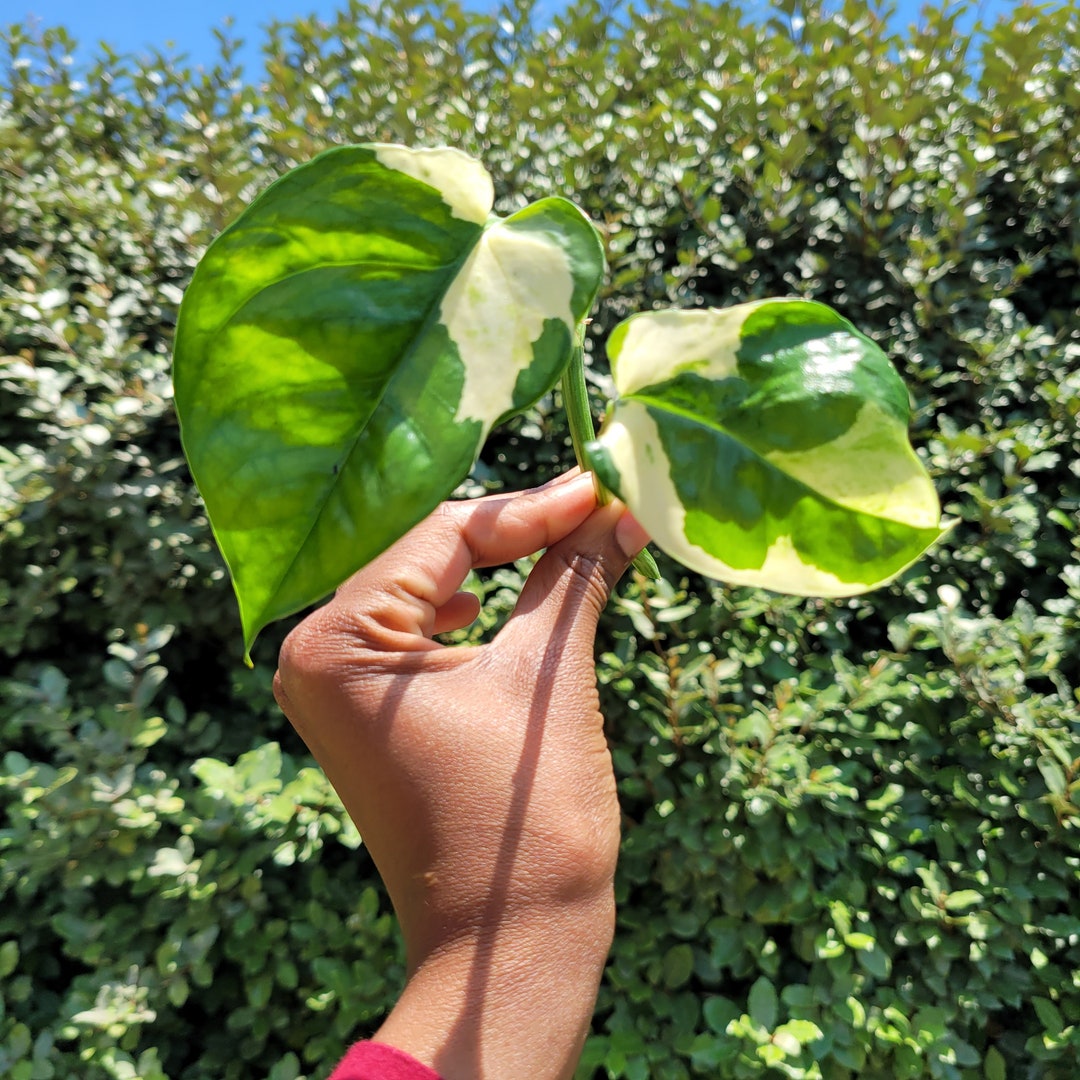 Pearls Jade Potho Rooted Cutting House Plant Easy Care Natural Plant ...
