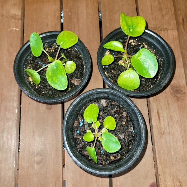 Chinese Pot Planter - Etsy