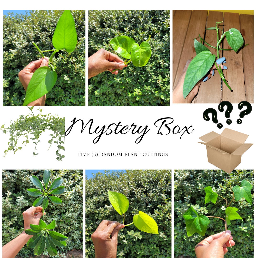 Mystery Plant Box Rooted Plant Cutting Live Plants Cuttings Mystery ...