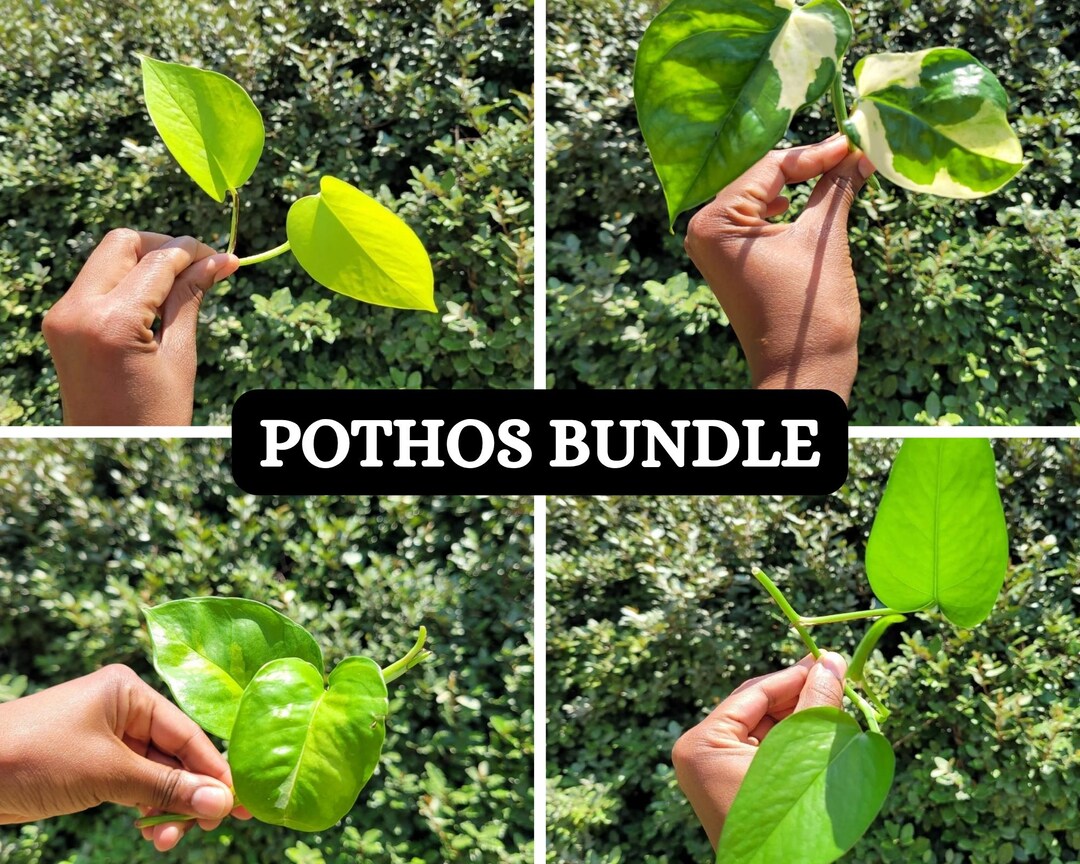Potho Cutting House Plant Cutting Rooted Cutting Golden Potho Neon ...