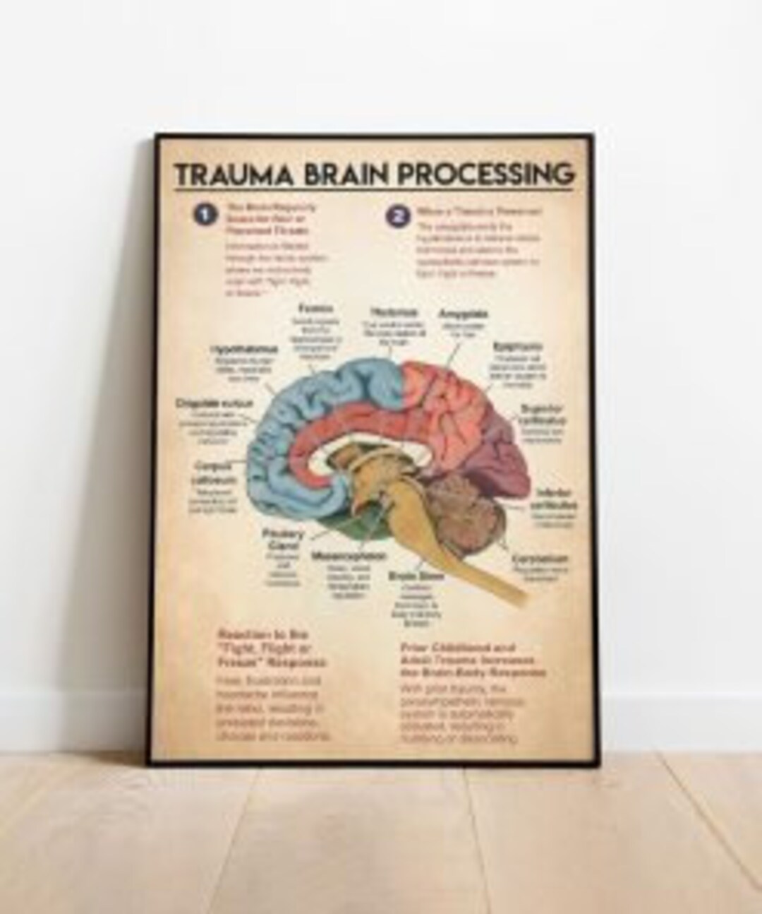 The Human Brain Poster, Brain Anatomy Psychology, Mental Health Poster ...