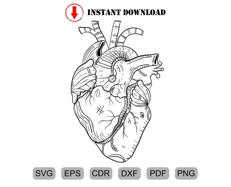 Anatomical Heart SVG File Set Anatomy Cutting File Set Also | Etsy