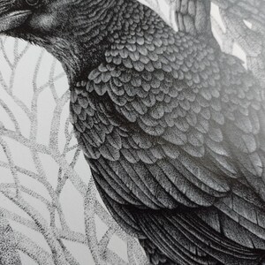 Raven - ART PRINT | Raven Ink Drawing | Bird Illustration - Etsy