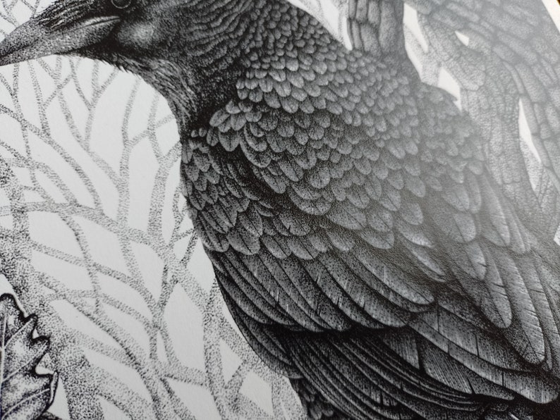 Raven - ART PRINT | Raven Ink Drawing | Bird Illustration - Etsy