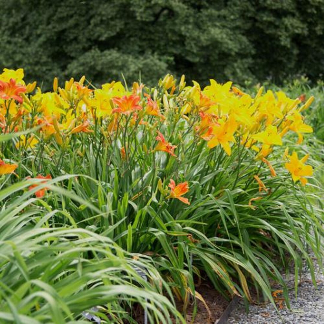 Daylily Mix 5 Bareroot Plants, Perennials, Bright Colorful Blooms That ...