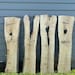 White Ash Slabs/ Live Edge Slabs/ Live Edge - Etsy