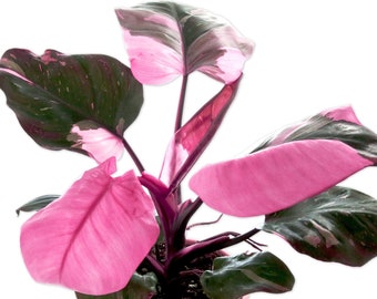 Pink Princess Philodendron - Etsy