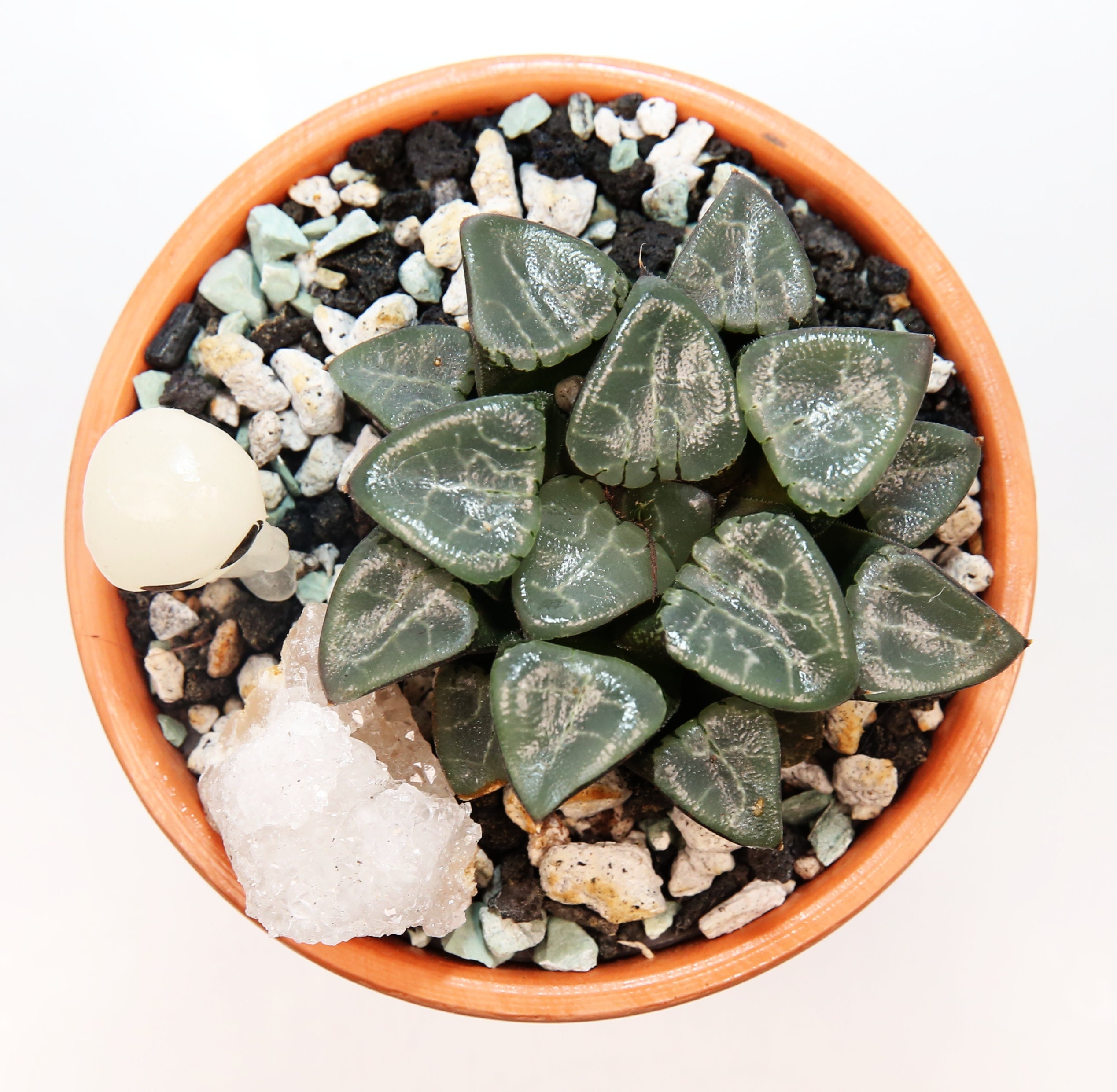 Haworthia Tsukikage Rare Succulent Plant With Alien Geode - Etsy