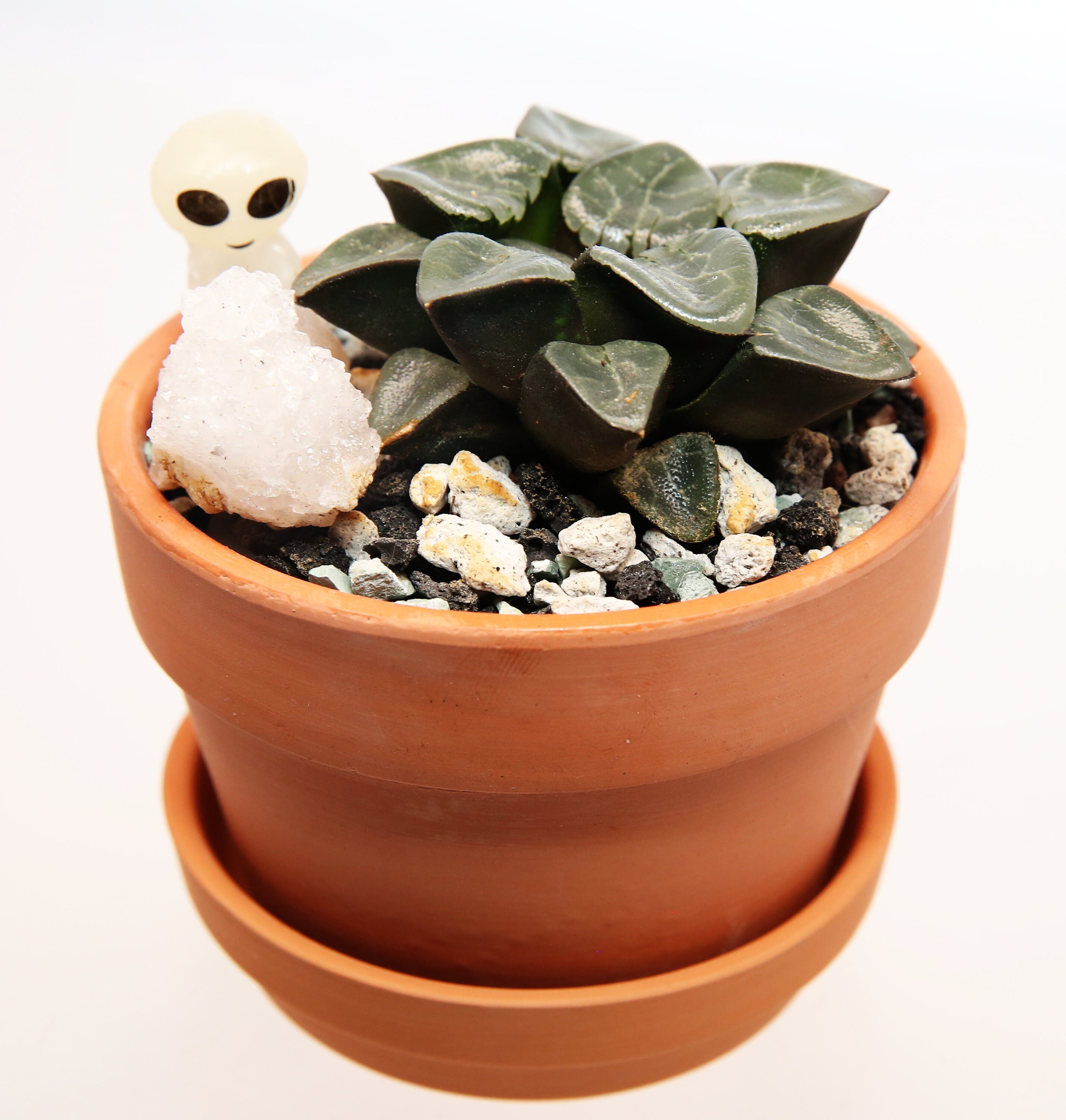 Haworthia Tsukikage Rare Succulent Plant With Alien Geode - Etsy