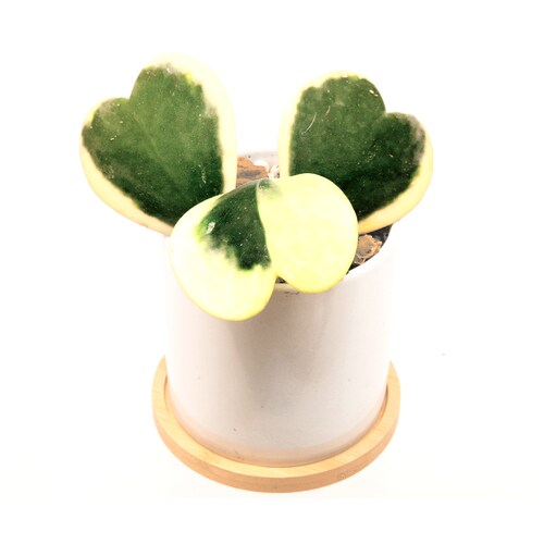 Hoya Kerrii Sweetheart Lucky-heart Variegated Commonly - Etsy