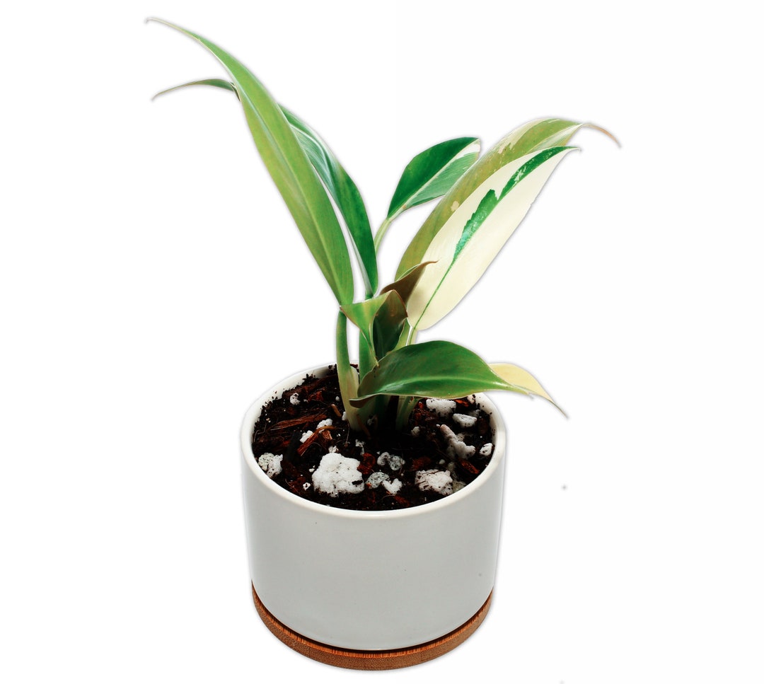 Wend IMBE Variegated Philodendron in Ceramic White Pot Rare Top Cutting ...