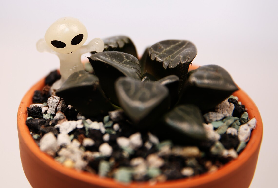 Haworthia Tsukikage Rare Succulent Plant With Alien Geode - Etsy