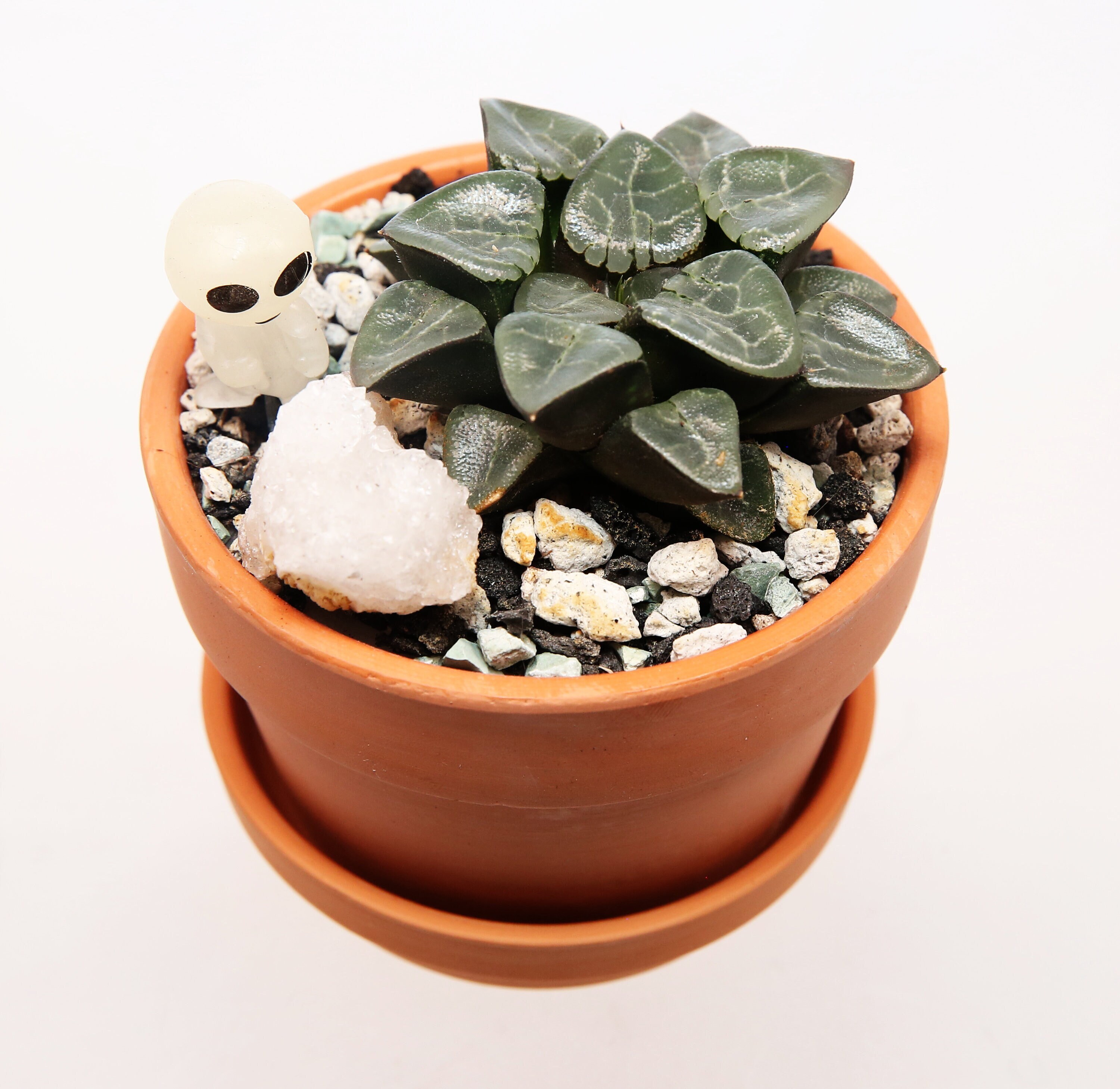 Haworthia Tsukikage Rare Succulent Plant With Alien Geode - Etsy