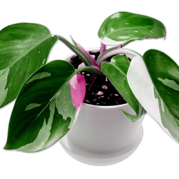 Philodendron White Princess Tricolor - Etsy