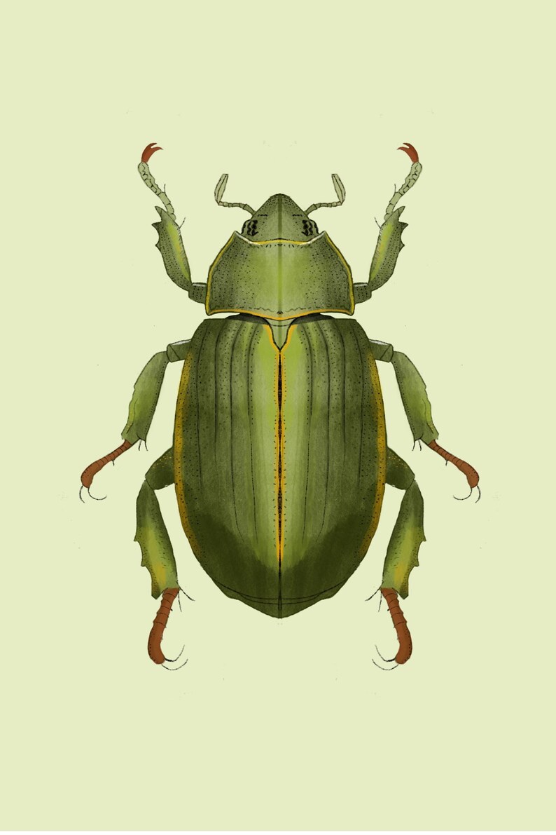 Rose Chafer Beetle Art Print: Vintage Entomological Illustration - Etsy UK