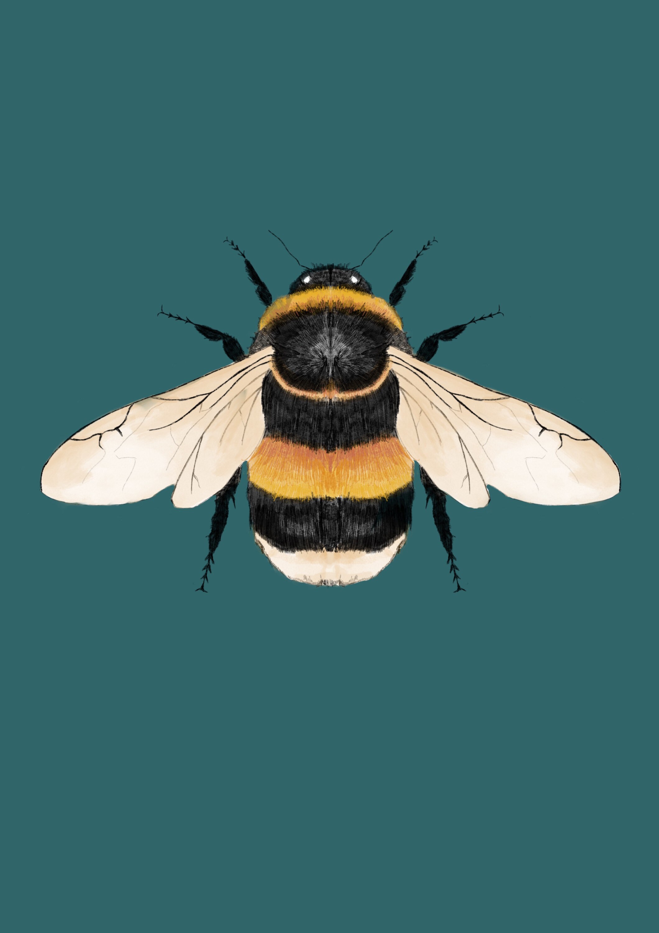 Bumble Bee Art Print: Vintage Insect Illustration, Gallery Wall Art - Etsy