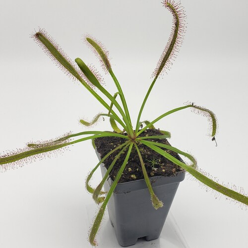 Drosera Capensis Alba White Flower fungus Gnat Catcher live - Etsy