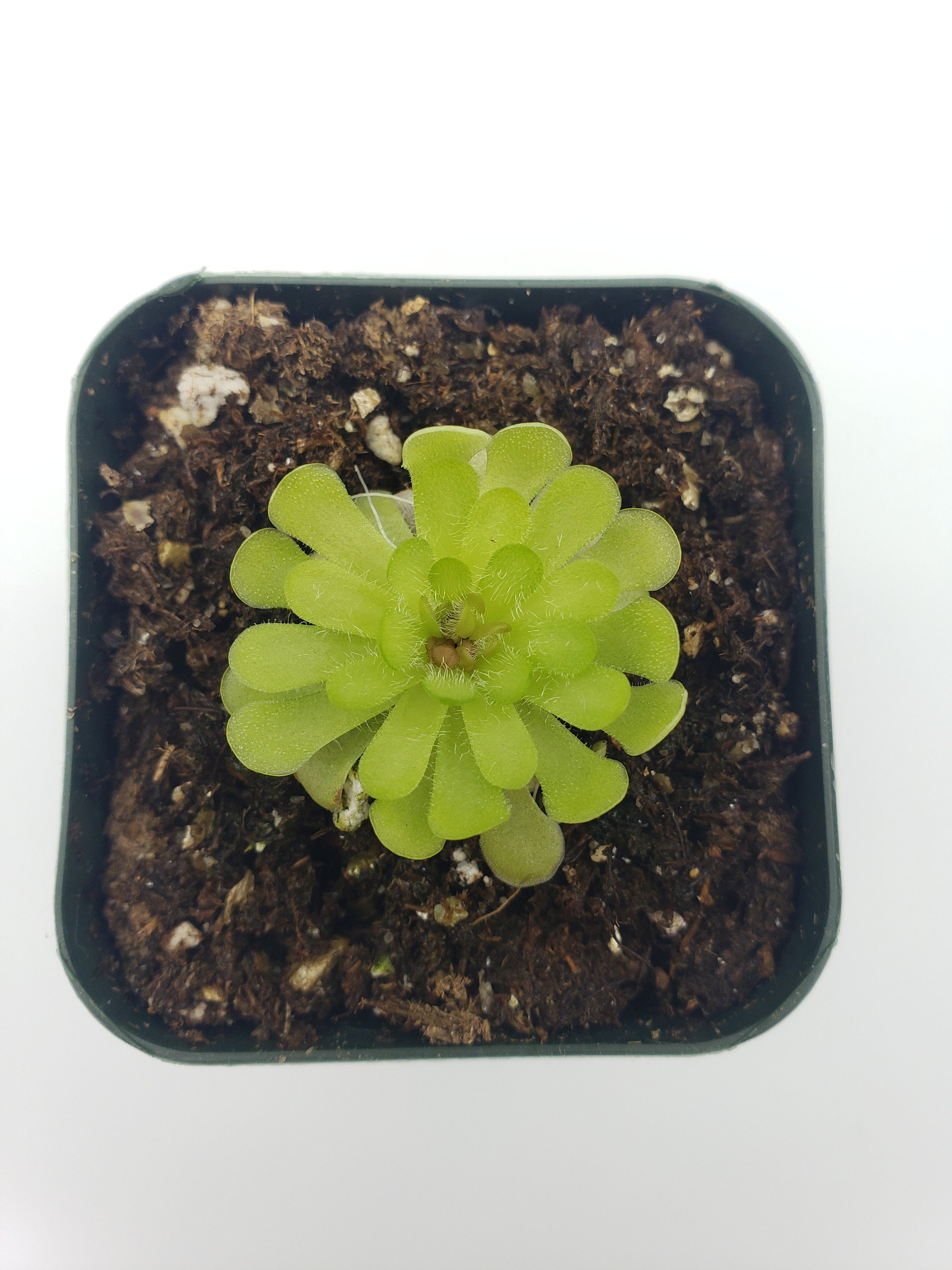 Pinguicula rotundiflora x gracilis Fungus Gnat Catcher | Etsy