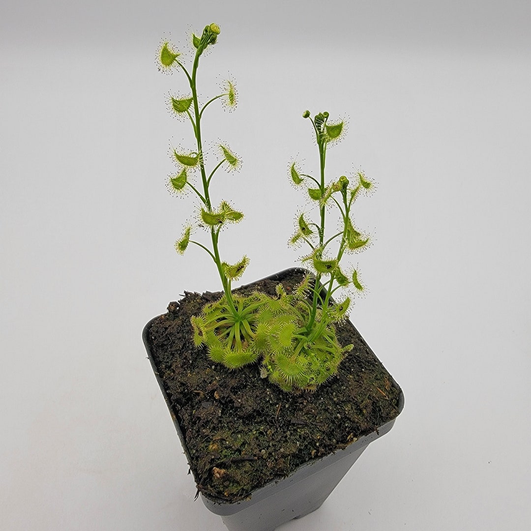 Drosera Hookeri [winter Growing Sundew] - Etsy