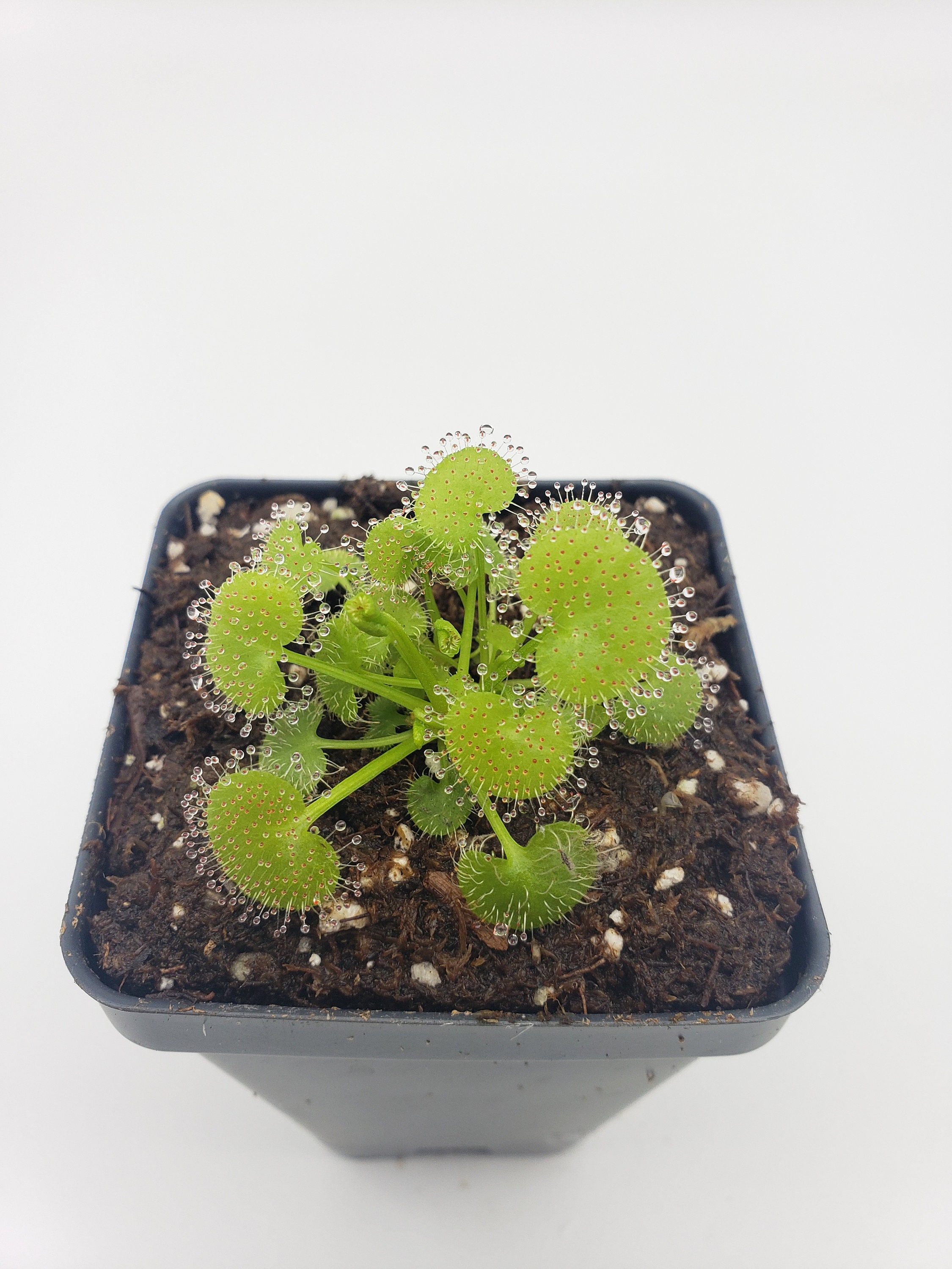 Drosera Prolifera-live Carnivorous Plant - Etsy