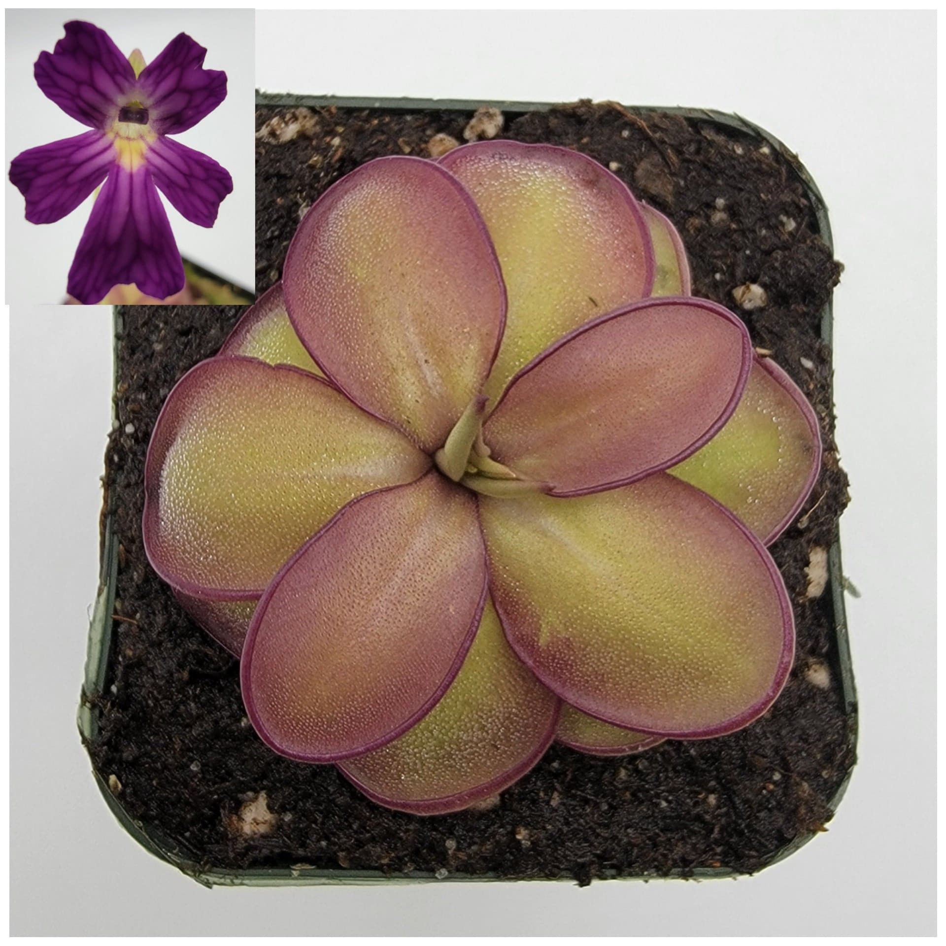 Pinguicula Laueana CP2 X Emarginata fungus Gnat Catcher - Etsy