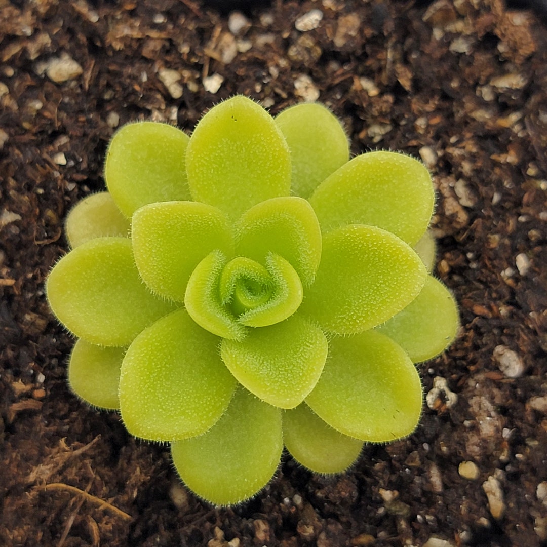 Pinguicula Agnata 'true Blue' [fungus Gnat Catcher] -live Carnivorous ...