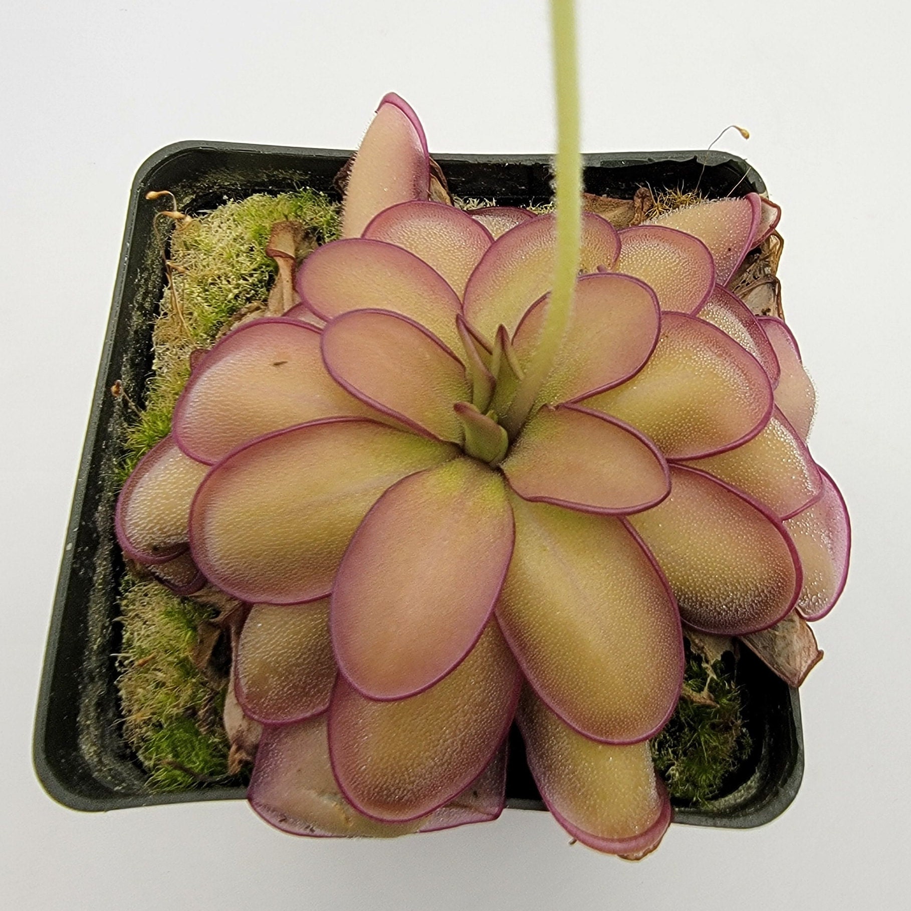 Pinguicula Laueana CP2 X Emarginata fungus Gnat Catcher - Etsy