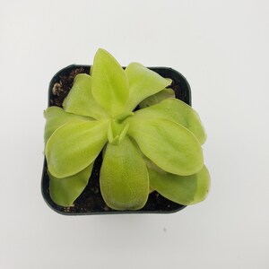 Pinguicula Moranensis Var. Alba X Elizabethiae [fungus Gnat Catcher ...