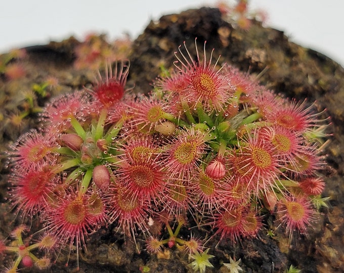 Drosera Palacea GEMMAE - Etsy