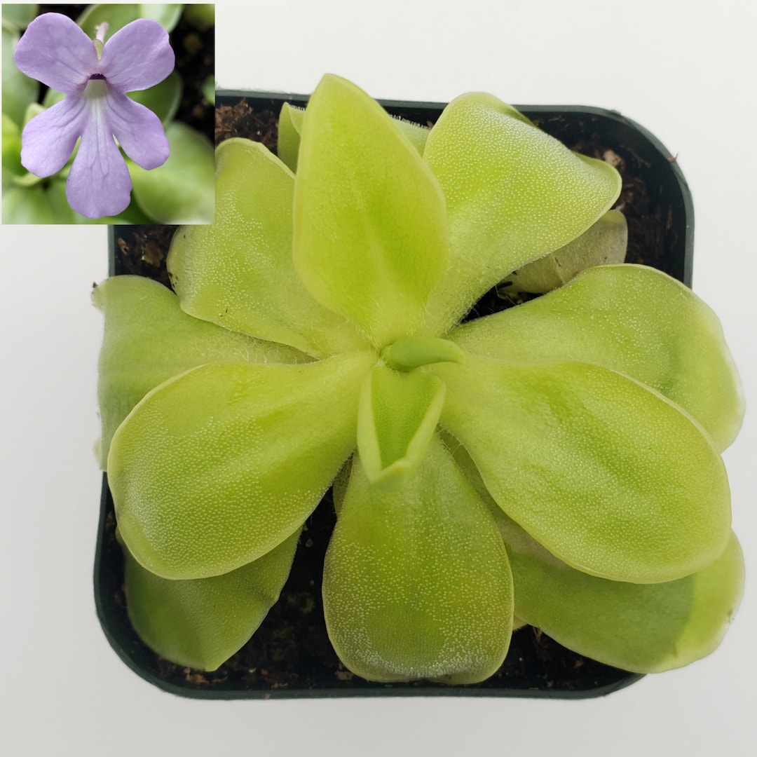 Pinguicula Moranensis Var. Alba X Elizabethiae [fungus Gnat Catcher ...