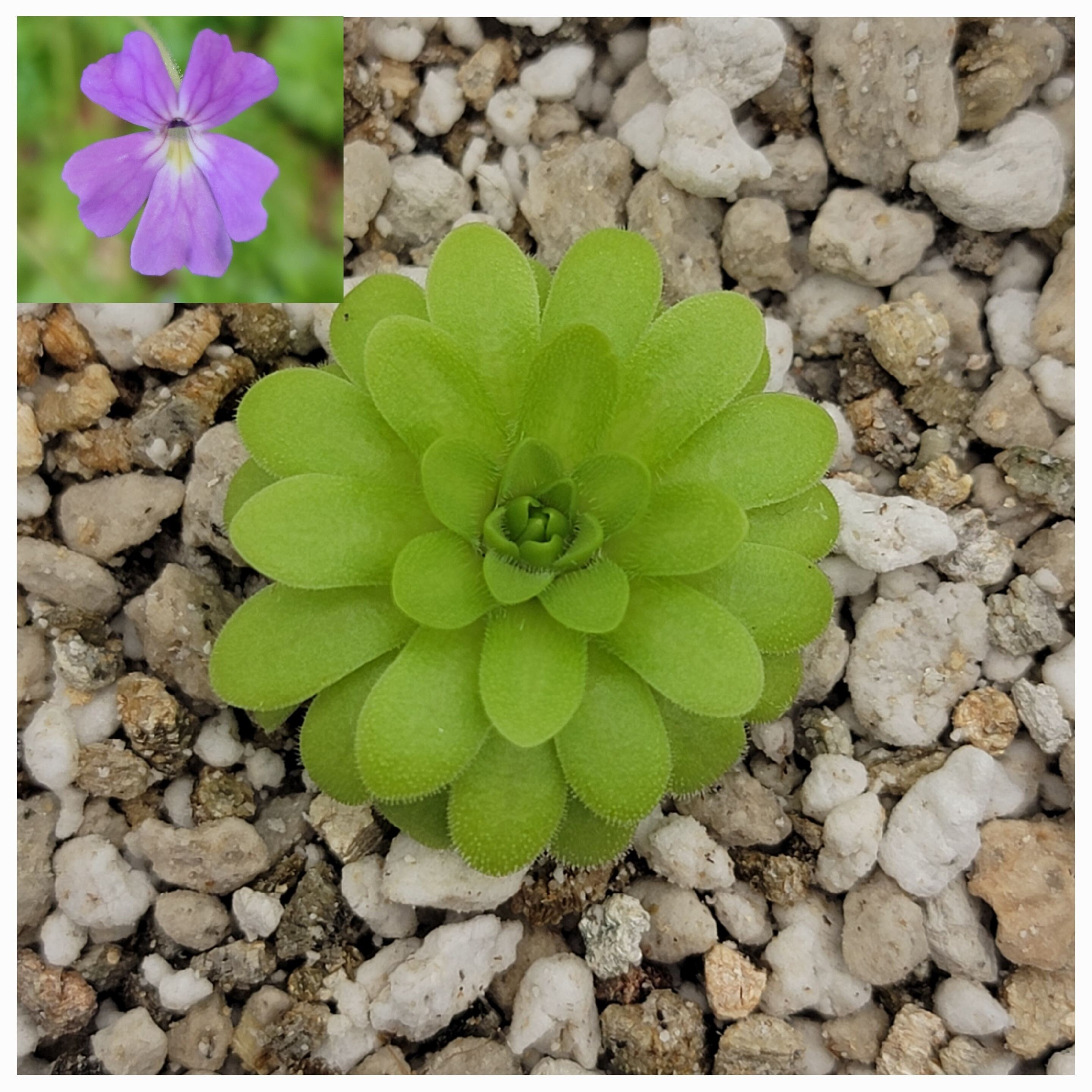 Carnivorous Plants Butterwort