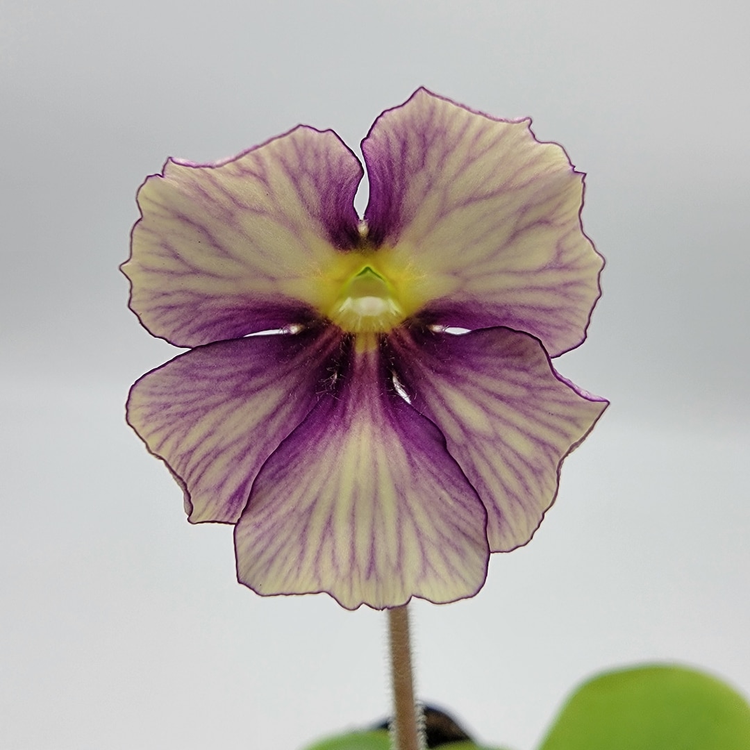 Pinguicula 'razzberry Blonde' [fungus Gnat Catcher] - Etsy