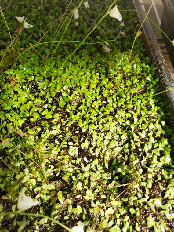 Utricularia Livida