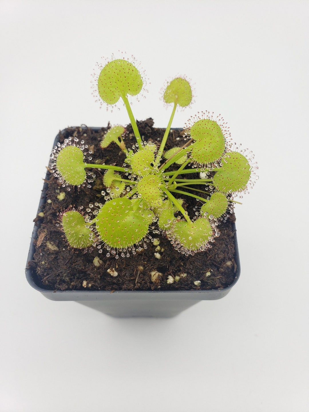 Drosera Prolifera-live Carnivorous Plant- - Etsy